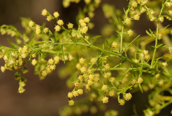 L'armoise annuelle Artemisia annua Quinghaosu